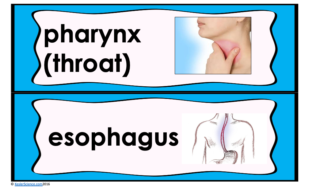Digestive System Lesson Plan – A Complete 5E Method Science Unit